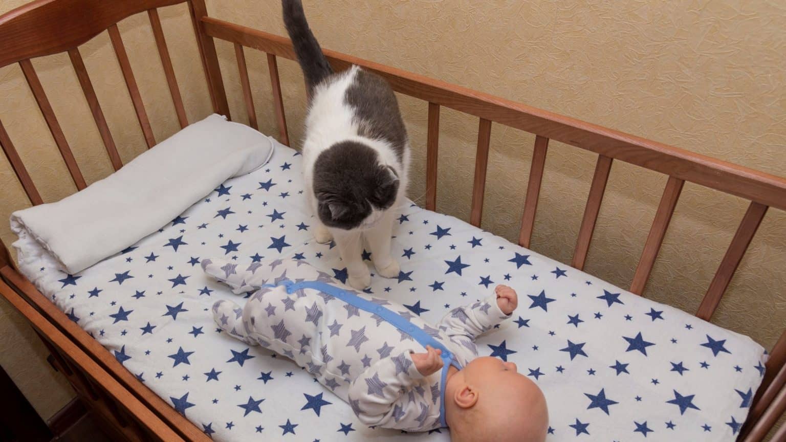 Best Tips For Keeping Your Cat Away From The Bassinet